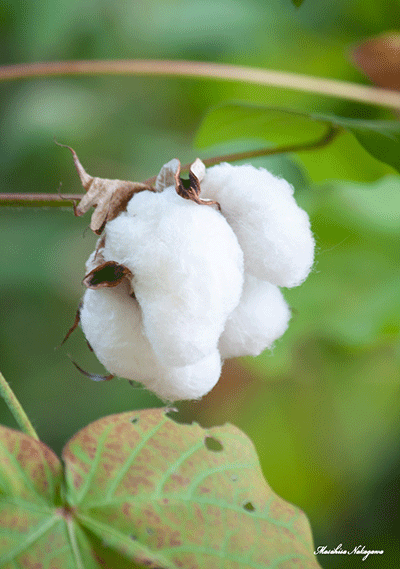 二十四節気七十二候 寒露