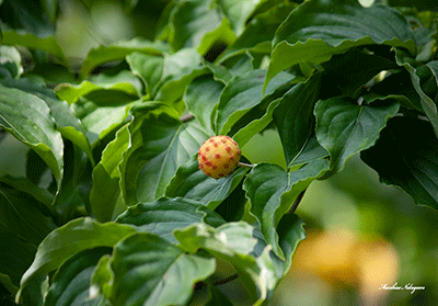 二十四節気七十二候 立秋